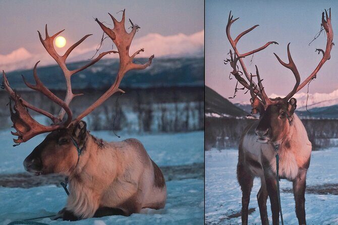 Reindeer feeding & Saami Culture with chance for Northern Lights - The Experience in Detail