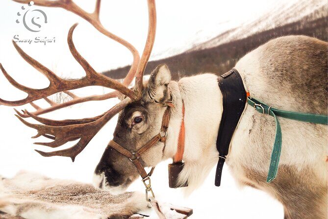 Reindeer Safari in Arctic Wilderness - What Sets This Tour Apart?