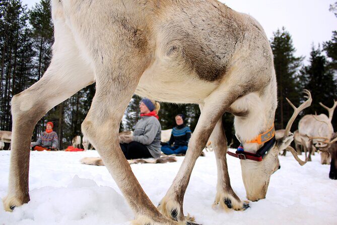 Reindeer yoga - An Overview of the Reindeer Yoga Experience