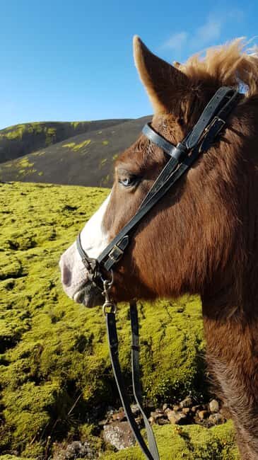 Reykjadalur: Horseback Riding Tour for Families & Beginners - Who Will Love This Tour?