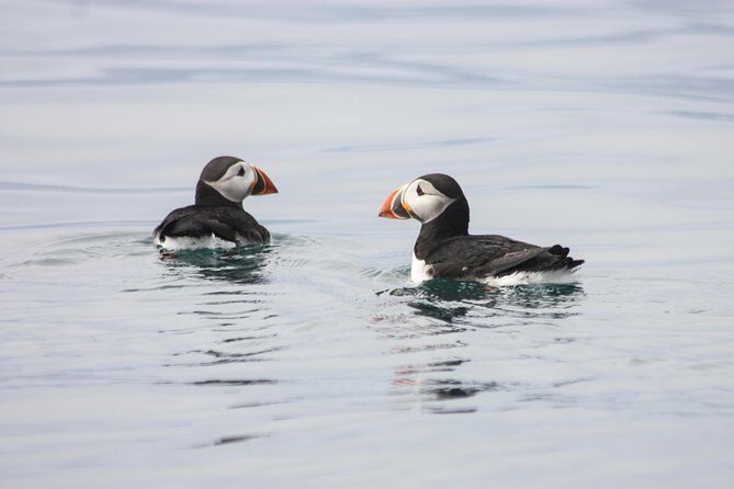 Reykjavik Premium Puffin tour | Close Up and Personal - Practical Details and Tips
