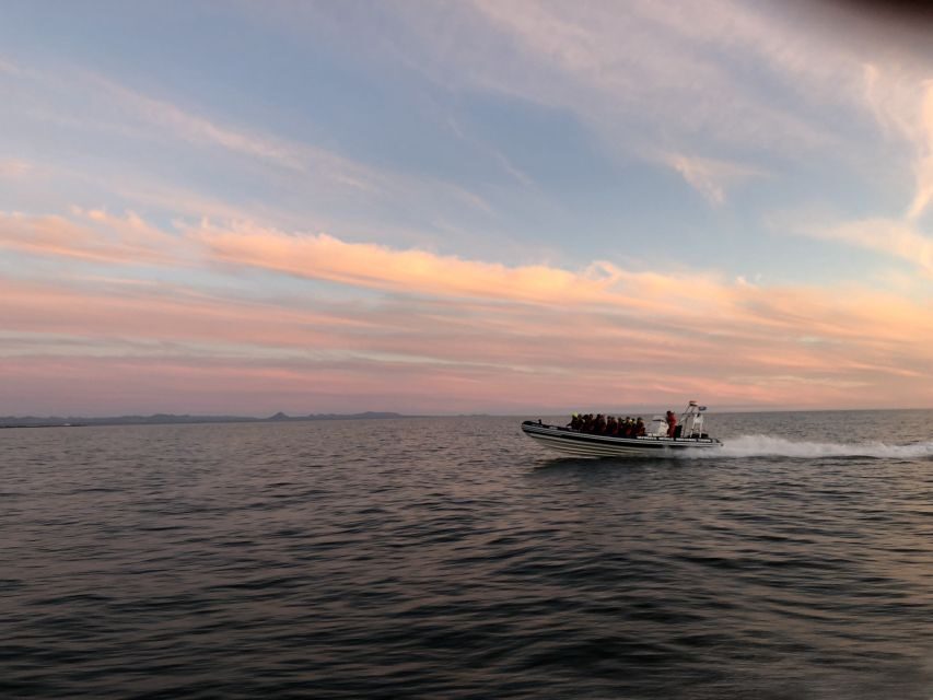 Reykjavik: Premium Whale and Puffin Watching Evening Tour - The Experience: What You Can Expect