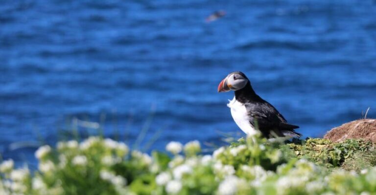 Reykjavik: Puffin Watching Tour - Who Will Love This Tour?