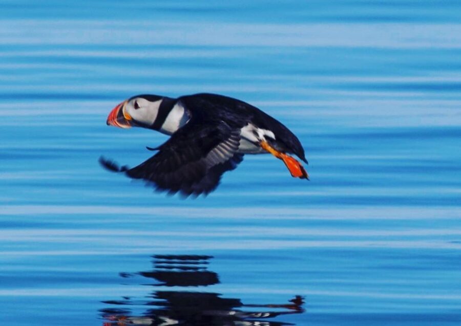 Reykjavik: Puffin Watching Tour by RIB Speedboat - Who Will Love This Tour?