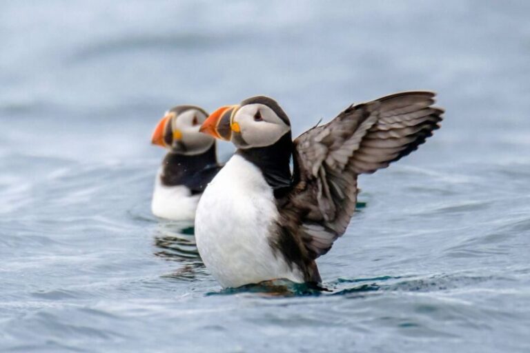 Reykjavík: RIB Speed-Boat Puffin Watching Tour - The Practical Details: What You Need to Know