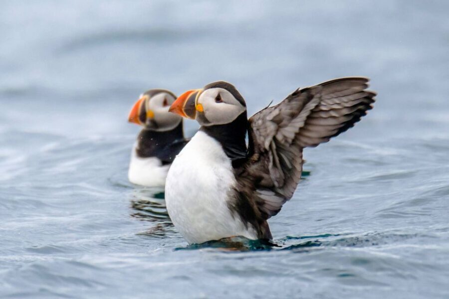 Reykjavík: RIB Speed-Boat Puffin Watching Tour - The Practical Details: What You Need to Know