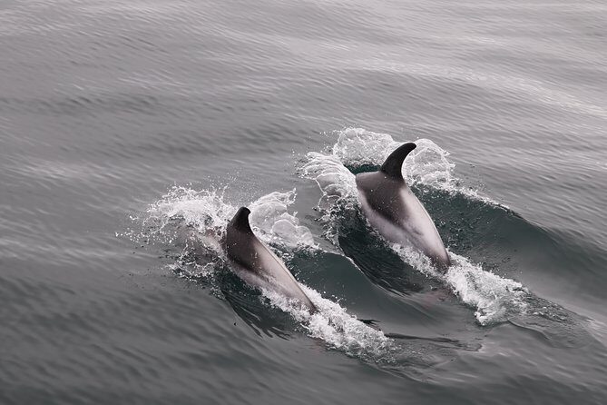 Reykjavik Shore Excursion: Whale-Watching Cruise - Who Would Love This Tour?
