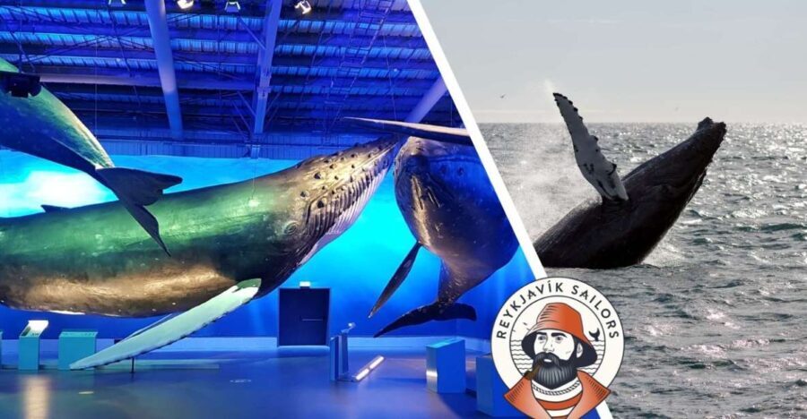 Reykjavik: Whale Watching Excursion & Whale Exhibition - Why This Tour Offers Great Value