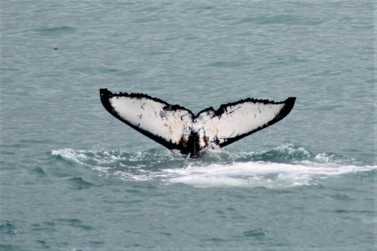 Reykjavik: Whale Watching in Faxaflói Bay & Live Lava Show - Authentic Reviews and Insights