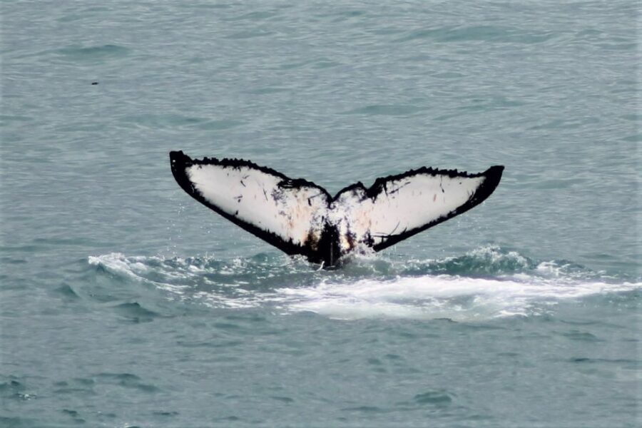 Reykjavik: Whale Watching in Faxaflói Bay & Live Lava Show - Authentic Reviews and Insights