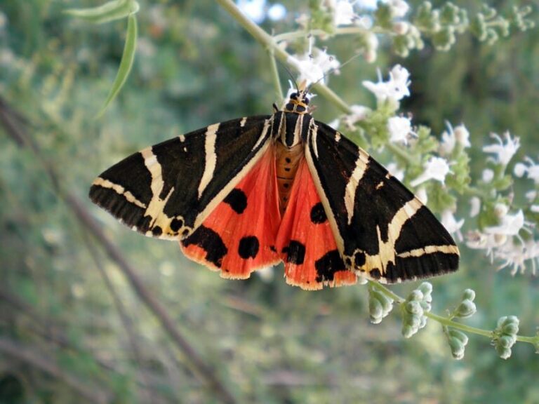 Rhodes: Butterfly Valley & Wine Tasting Tour (Small Group) - Exploring the Itinerary in Detail