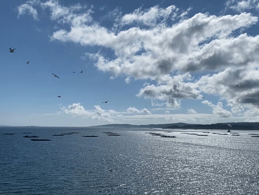 Ría de Arousa: Daytime or Sunset Sailboat Cruise with drinks - Setting Off from Marina Cabo de Cruz