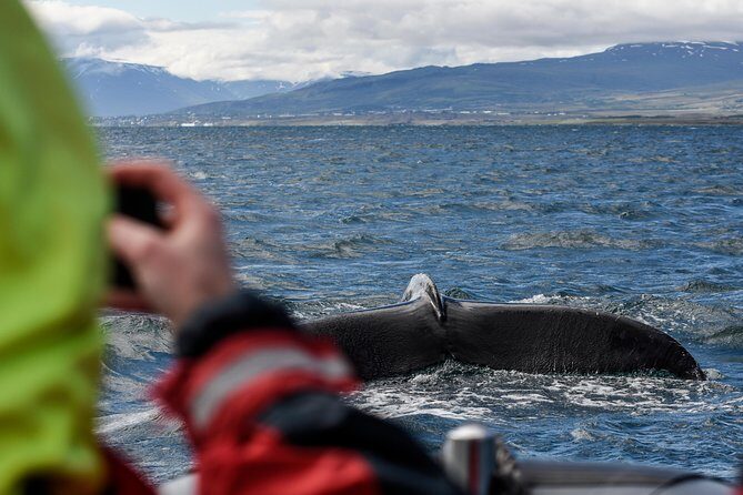 RIB boat express: Whales, Eyjafjord and Akureyri - What to Expect from the Tour