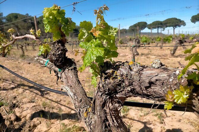 Ribera del Duero Tour: Three Wineries and Lunch from Madrid - What Makes This Tour Stand Out?