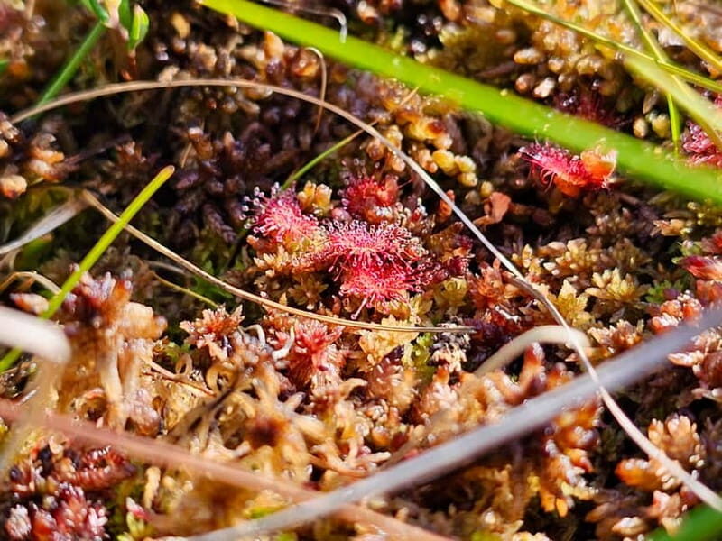 Riga: Best of Kemeri National Park In One Day - The Kemeri Bog Boardwalk – The Heart of the Tour