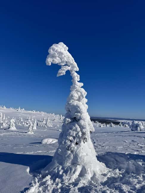 Riisitunturi & Frozen Waterfall Full Day Tour with Photos - Authentic Finnish Flavors and Moments