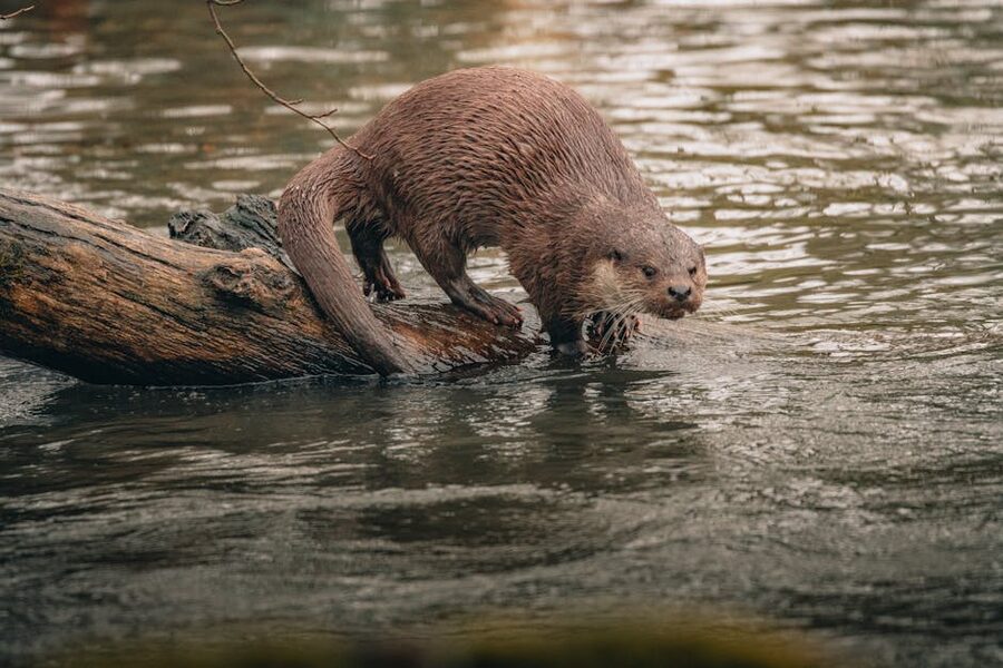 River otter resting on a log