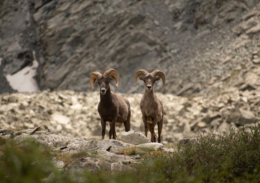 Bighorn sheep on rocky terrain Colorado