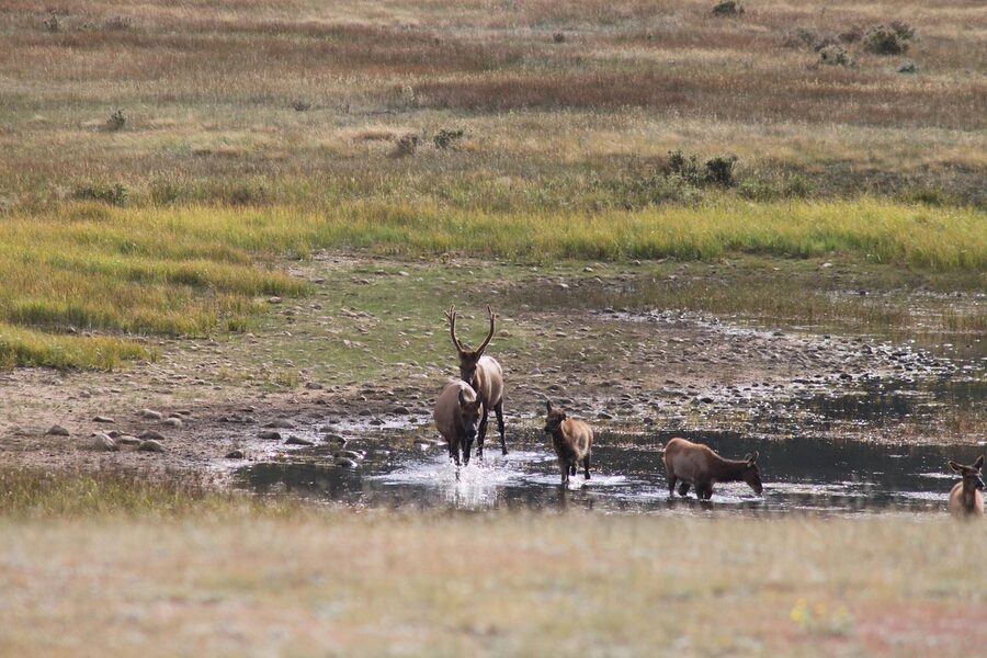 Elk herd along a river in Rocky Mountain National Park