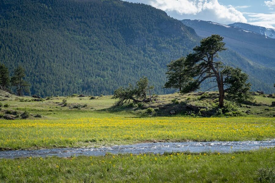 Meadow with wildflowers and a river in Rocky Mountain National Park