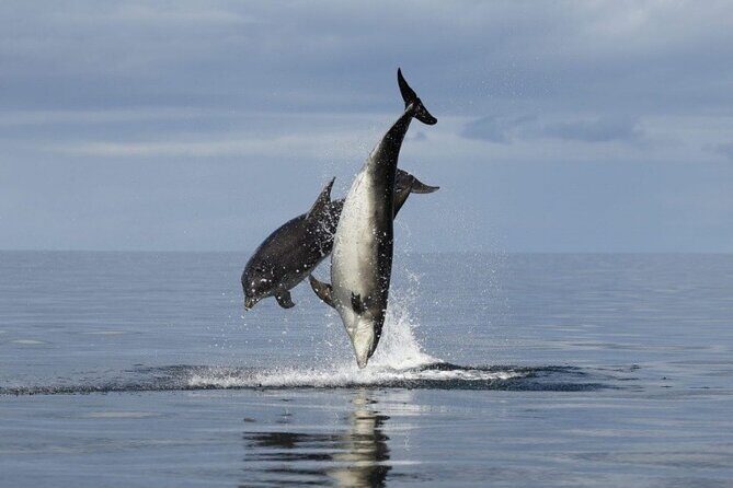 Romantic Boat Trip with Dolphin Watching - Authentic Insights from Reviewers