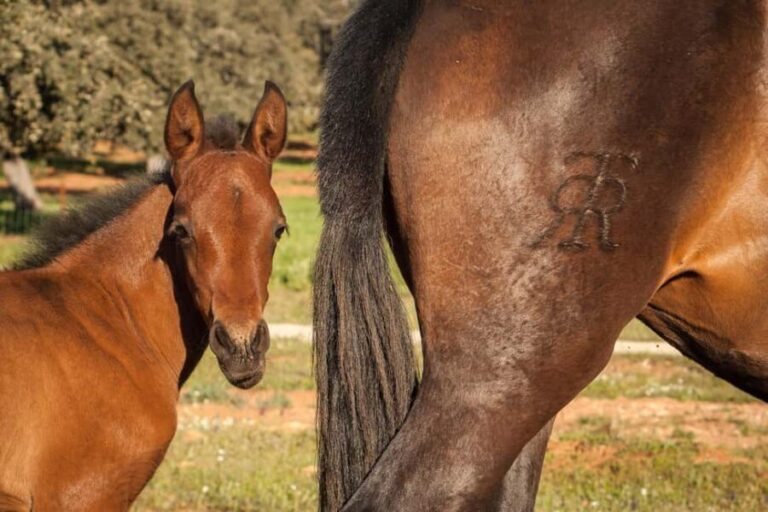 Ronda: Entrance to Reservatauro Ronda - Who Will Love This Experience?