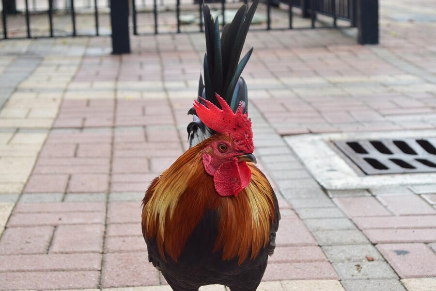 Rooster walking on a street in Key West, Florida