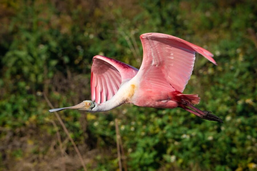 A roseate spoonbill in Florida wetlands