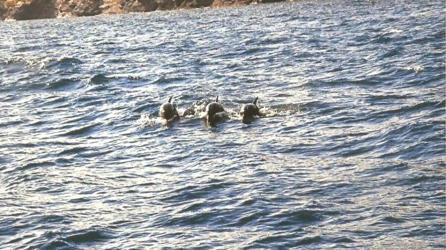 Roses: Cruise to Cala Murtra with Underwater Views - Exploring the Itinerary: What to Expect