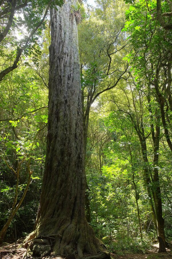 Trunk of an 800 year old rimu tree in New Zealand native forest