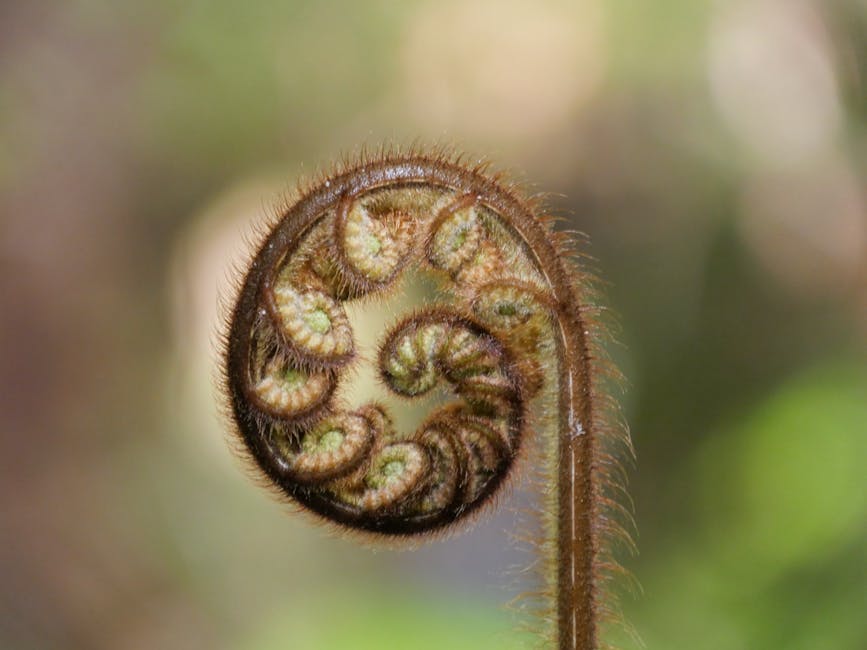 Coiled fern frond, the koru, in a New Zealand rainforest