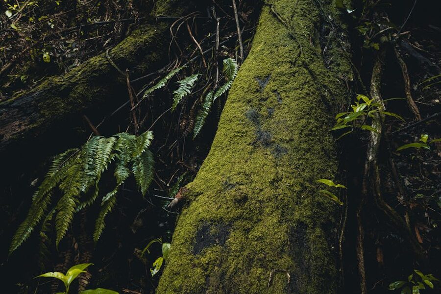 Mossy log with ferns in a New Zealand native forest