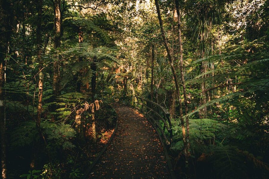 Pathway through native New Zealand bush, similar to the walk in to the first canopy zipline platform