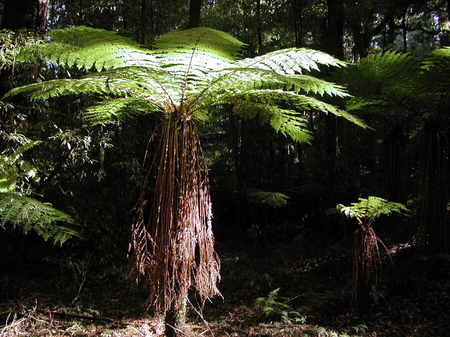 Sunlit tree fern in a native New Zealand forest
