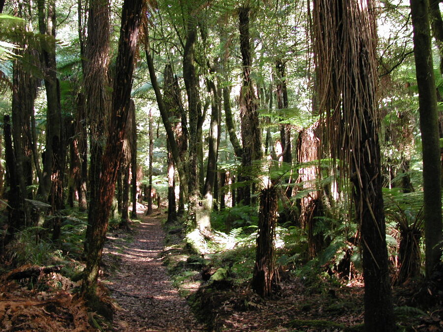 Walkway through native bush in a New Zealand forest