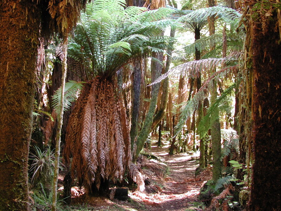 Tree fern understorey in a New Zealand native forest