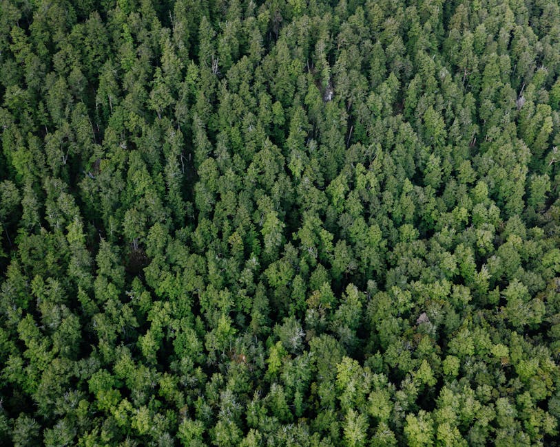 Aerial view of dense native forest canopy in New Zealand