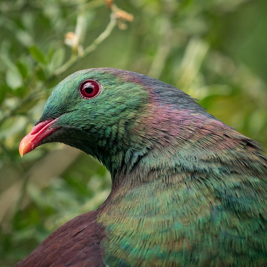 Kereru New Zealand wood pigeon perched in a tree
