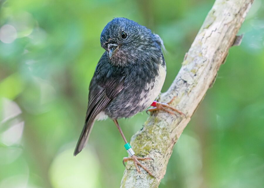 North Island robin toutouwai perched on a branch in NZ forest