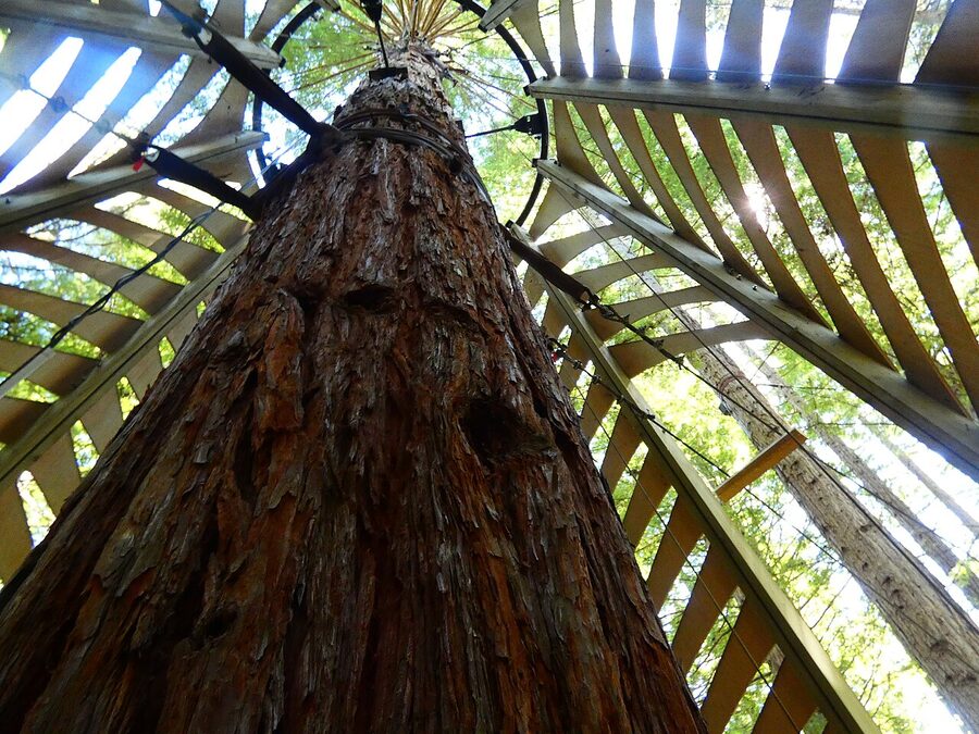 Path through tall trees in Rotorua forest