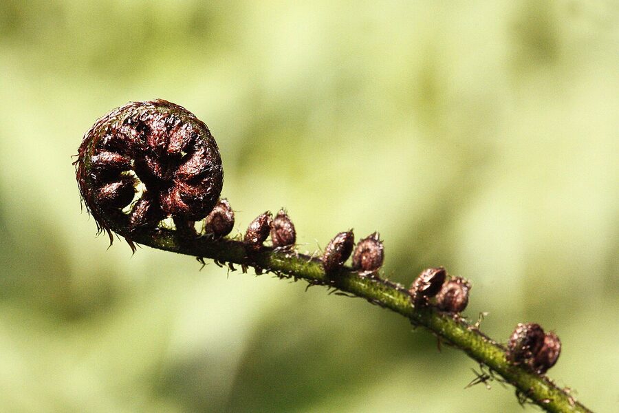 Silver fern ponga frond unfurling in NZ forest