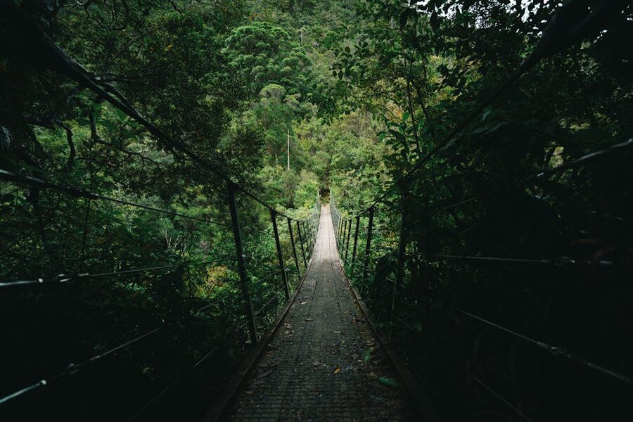 Suspension bridge through native New Zealand forest