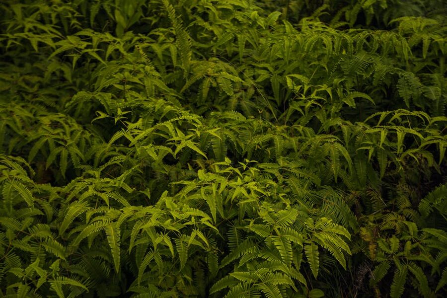 Vivid green ferns and lush forest understory