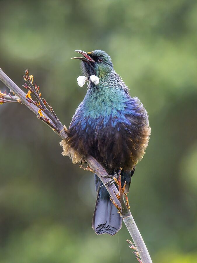 Tui bird perched on a flowering branch in New Zealand forest