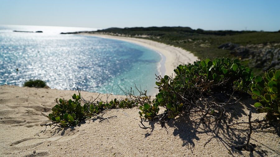 Rottnest Island coast with summer flowers