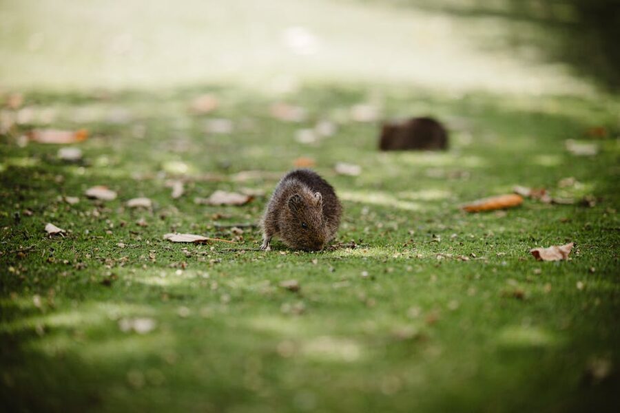 Quokka eating grass at Rottnest