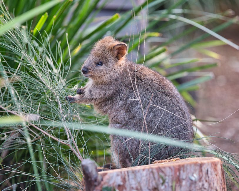 Quokka in greenery on Rottnest Island