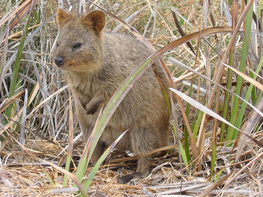 Quokka marsupial Rottnest Island