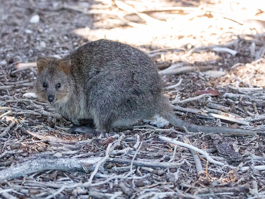 Quokka close-up on Rottnest Island