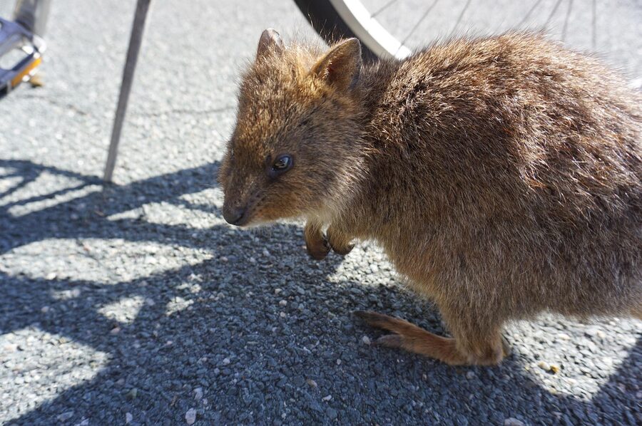 Two quokkas together on Rottnest Island near Perth